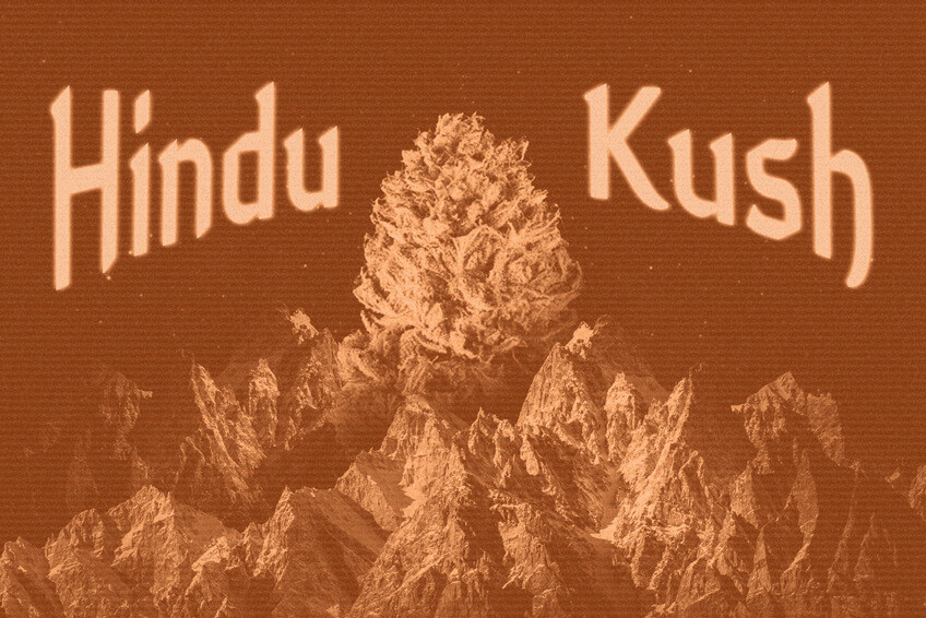 Origin and Legacy of Hindu Kush: A True Marijuana Titan - RQS Blog