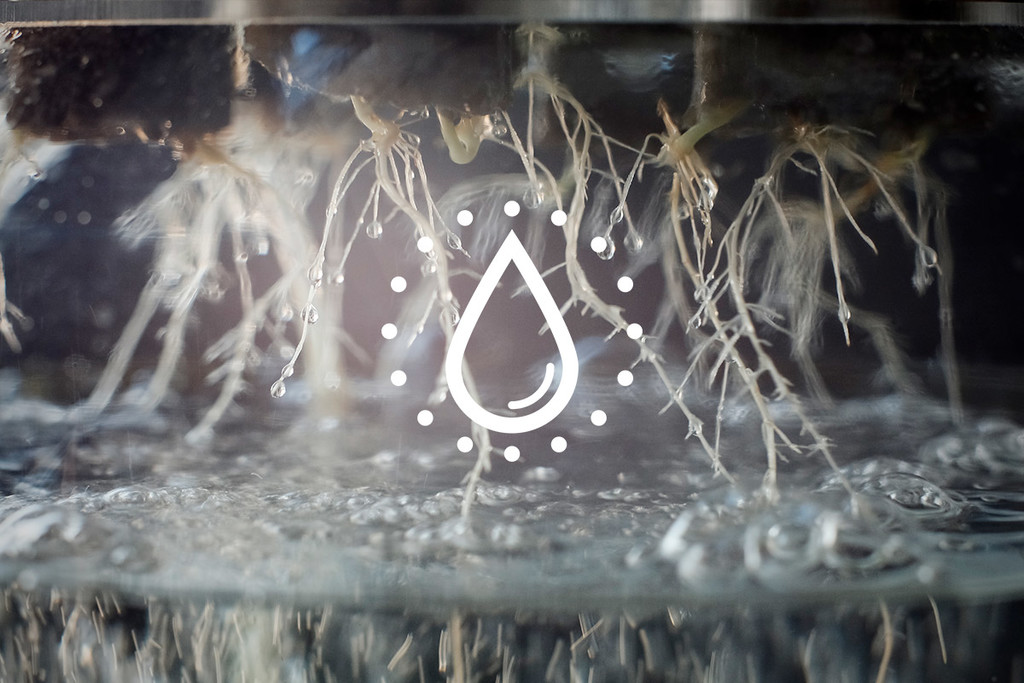 How To Clean And Reuse The Water From Your Hydroponic System - RQS Blog