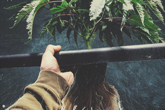 Hydroponics Cannabis Growing Guide - RQS USA - RQS Blog