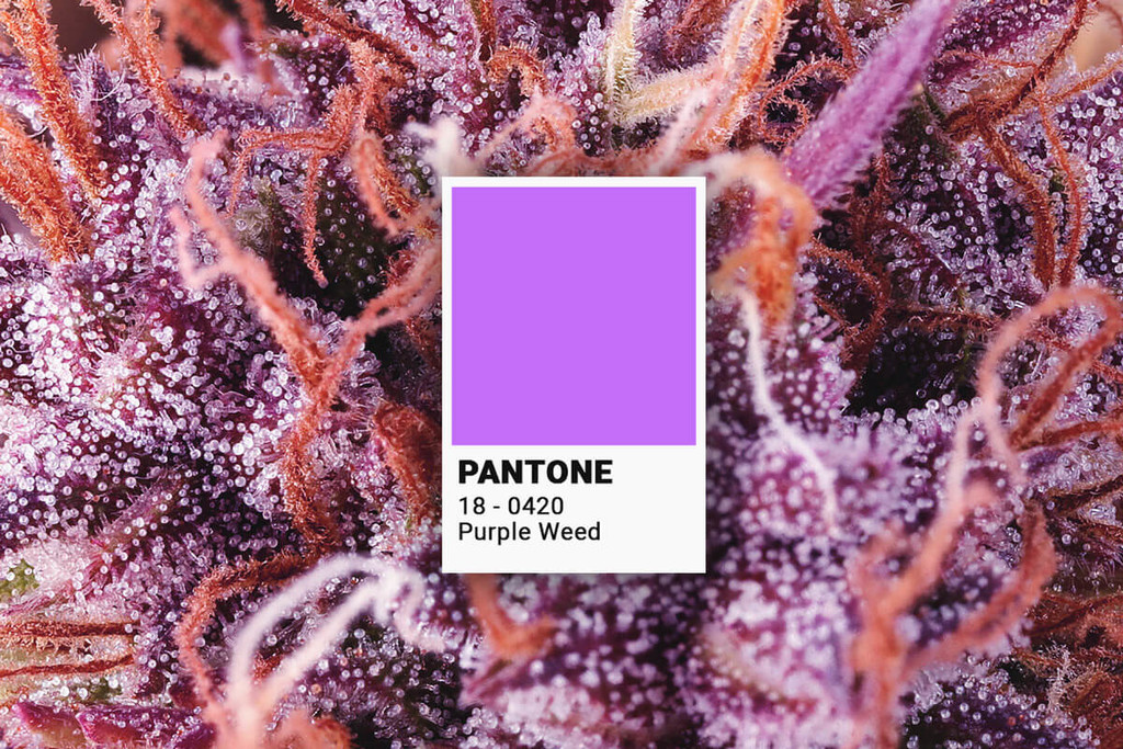 How to Grow Purple Cannabis - RQS Blog