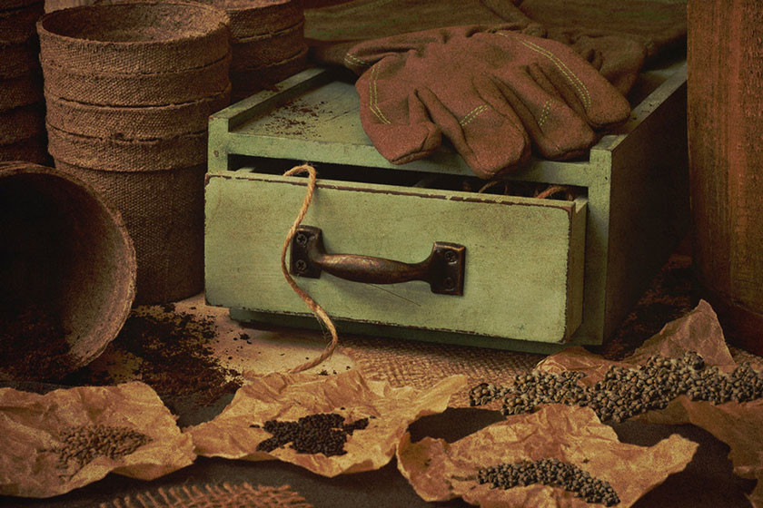 Four Hacks for Germinating Old Marijuana Seeds - RQS Blog