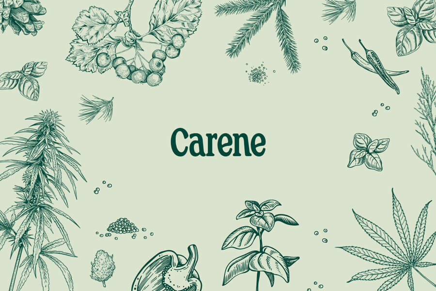 Carene: A Unique Terpene With Anti-Inflammatory & Bone-Healing ...