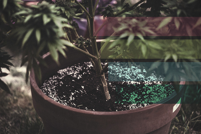 Amino Acids — Here's What They Do For Cannabis Plants - RQS Blog