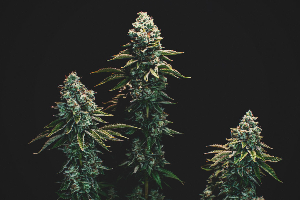 What Does Sinsemilla Mean, And Why Is It Important? - RQS Blog
