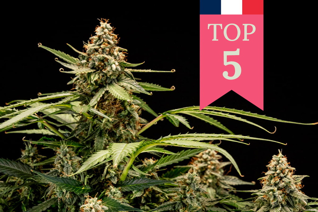 Discover the 5 Most Popular Weed Strains in France - RQS Blog