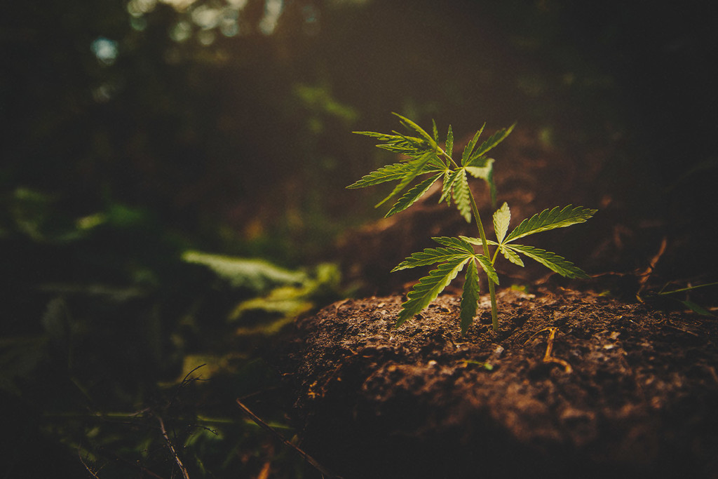 The Best Cannabis Strains of All Time - RQS Blog