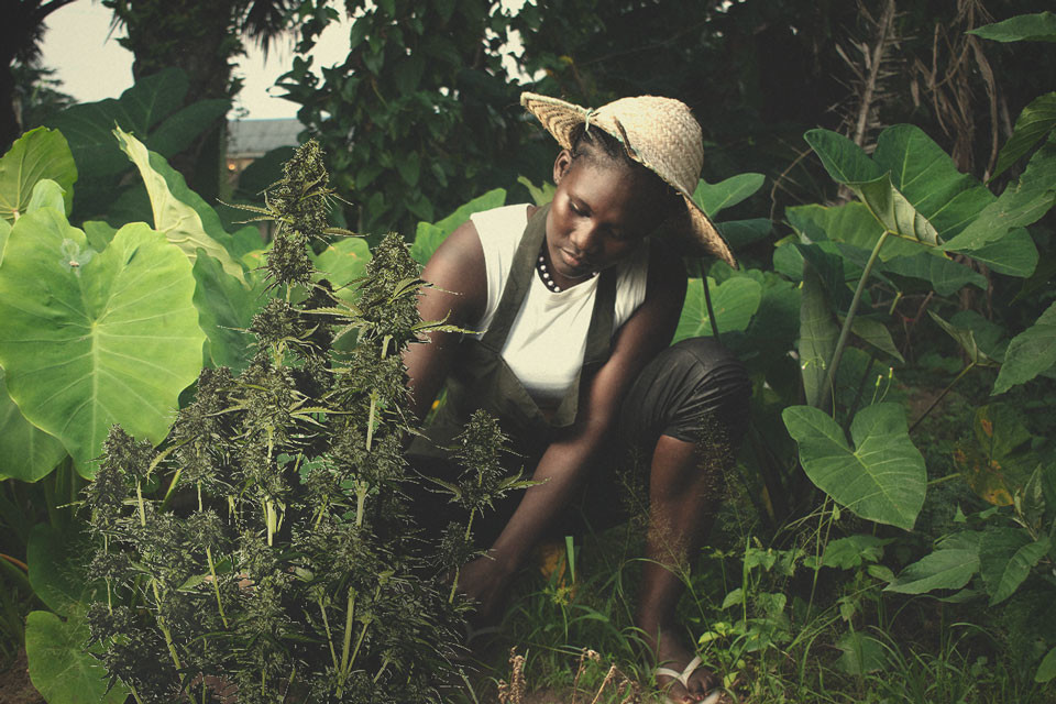 African Weed: The History of Cannabis in Africa - RQS Blog