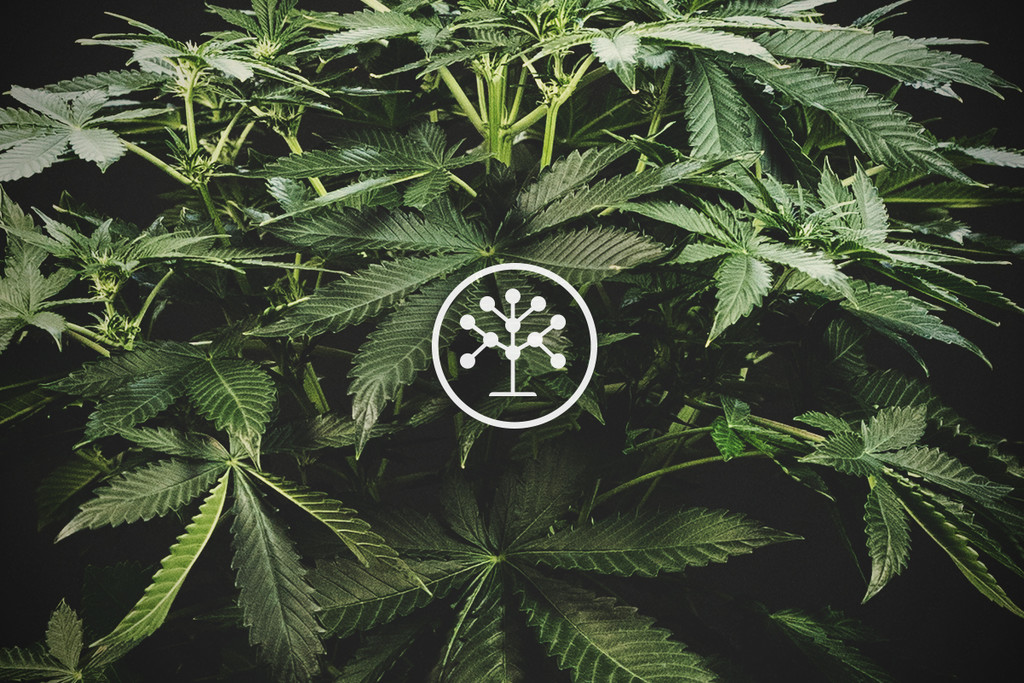 The Cannabaceae Family: Discover Cannabis' Relatives - RQS Blog