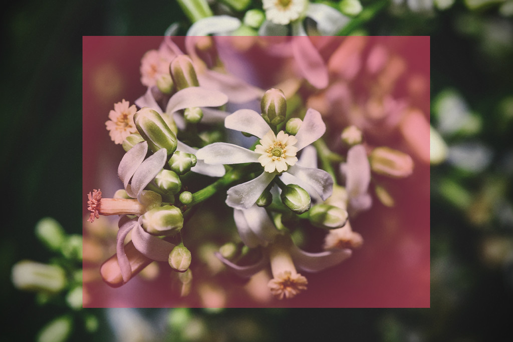 Insecticidal Soap vs Neem Oil: Which Is Better? - RQS Blog