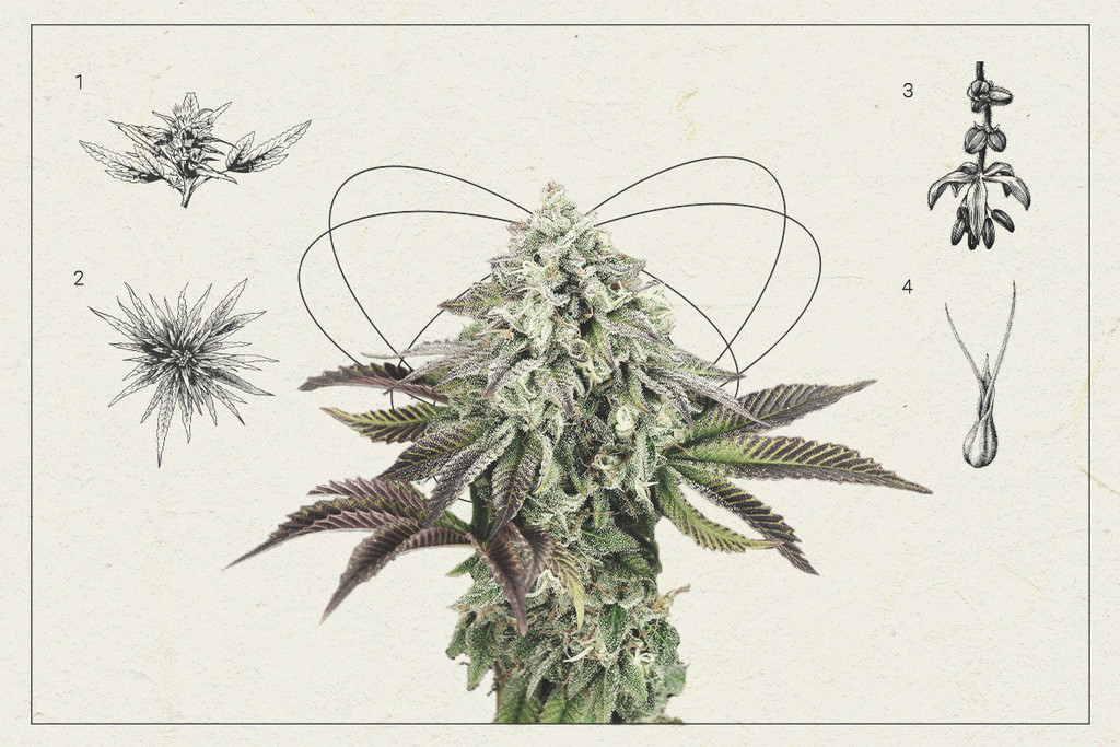 Weed Buds An Anatomy Lesson - RQS Blog