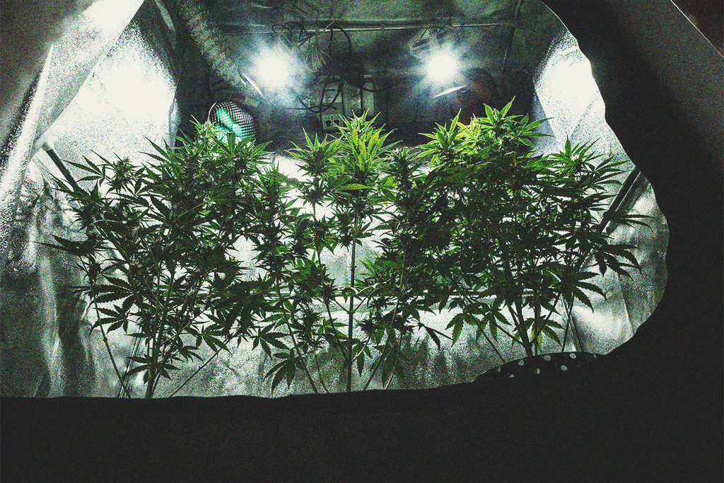 Everything You Need to Know About Cannabis Grow Tents - RQS Blog