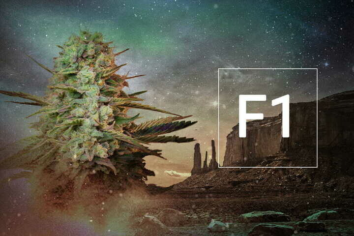 What Are F1 Hybrid Cannabis Seeds? - RQS Blog