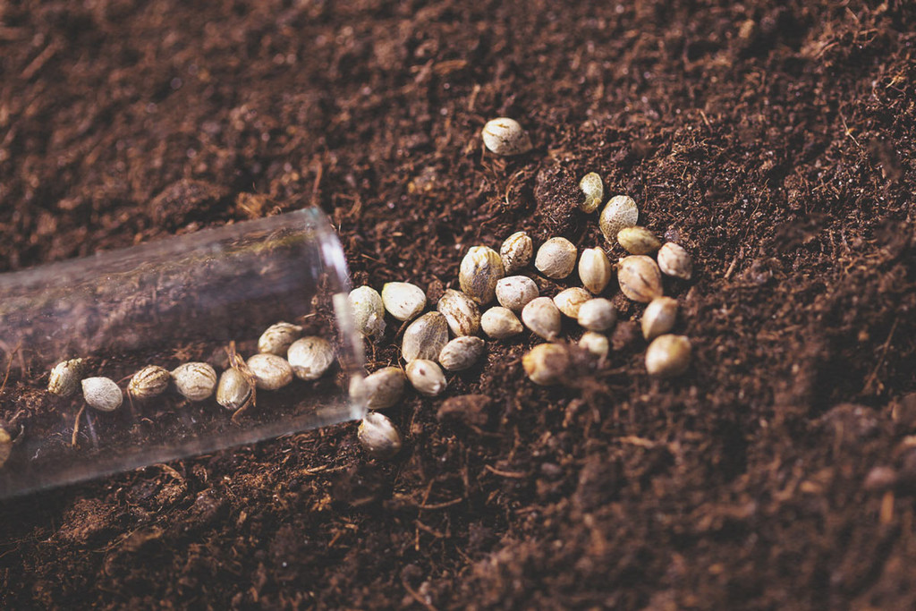 F1 Hybrid vs Open-Pollinated Cannabis Seeds: Pros and Cons - RQS Blog
