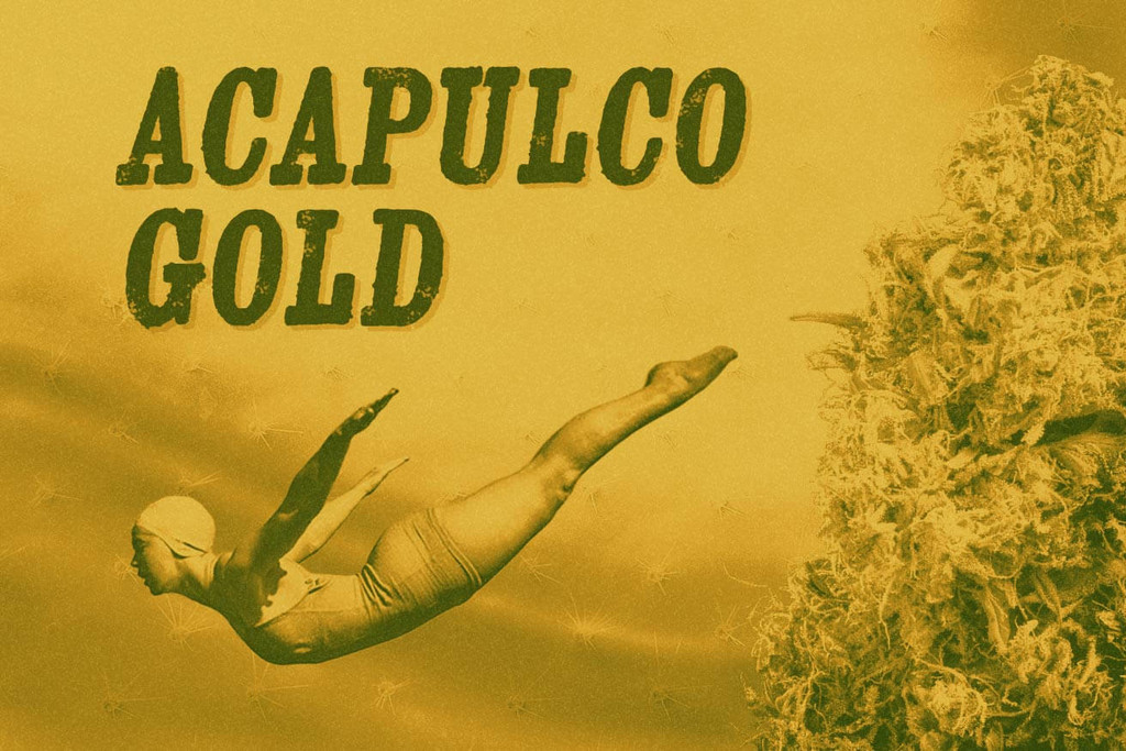 Acapulco Gold Strain - RQS Blog