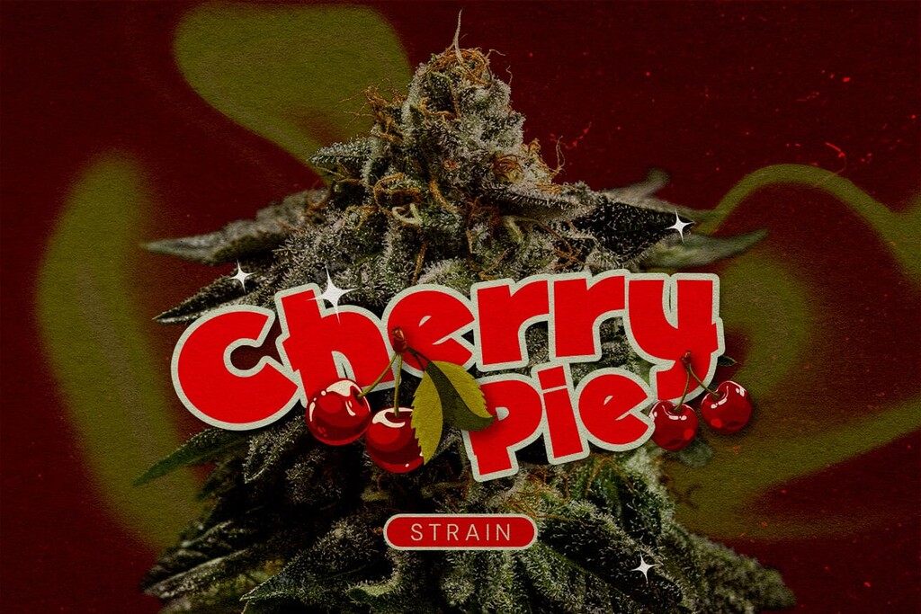 Cherry Pie Weed Strain - Royal Queen Seeds - RQS Blog