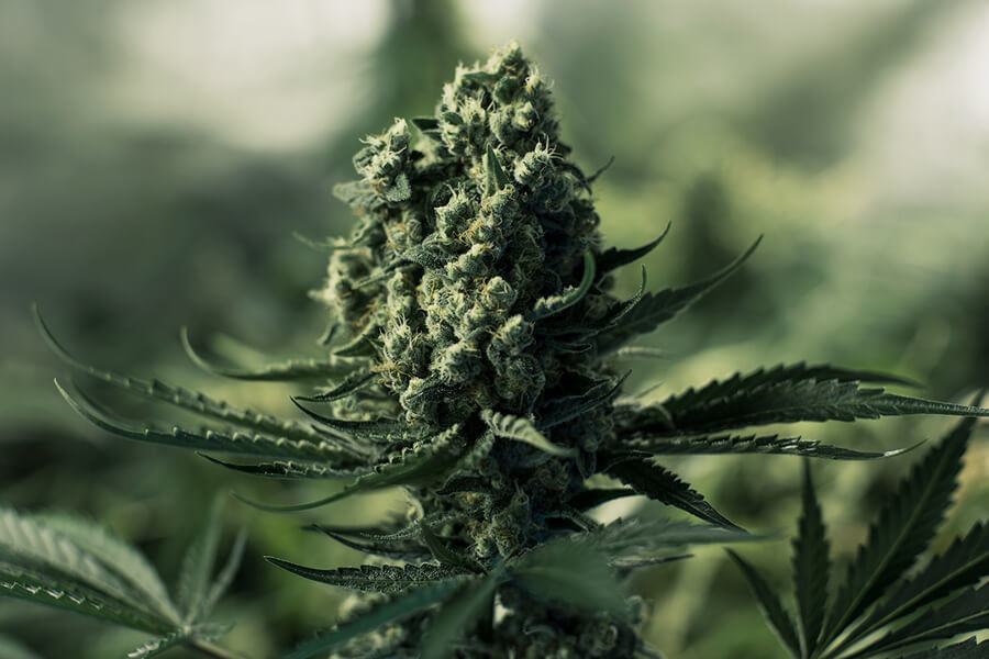 Understanding Triploid and Tetraploid Cannabis Plants - RQS Blog