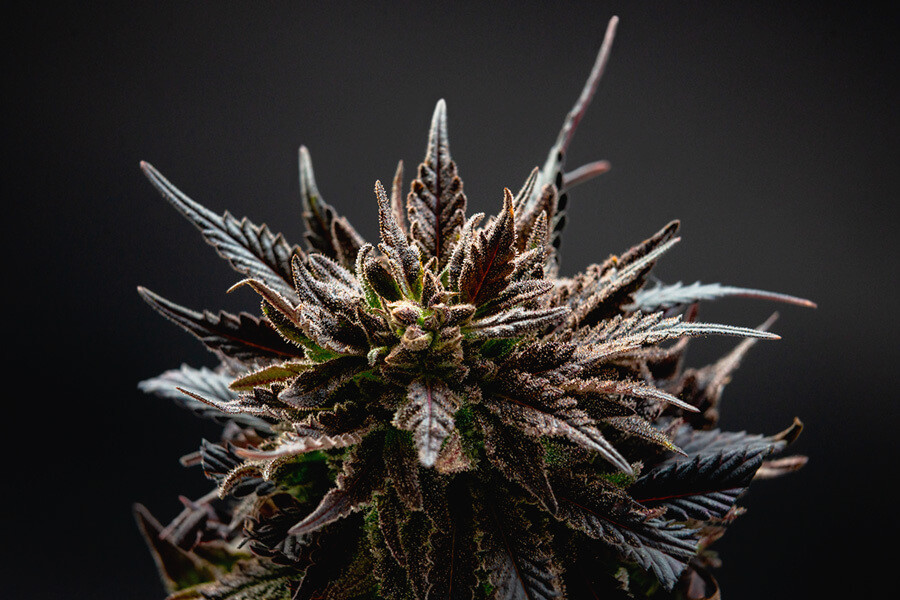 All About Black Weed - RQS USA - RQS Blog