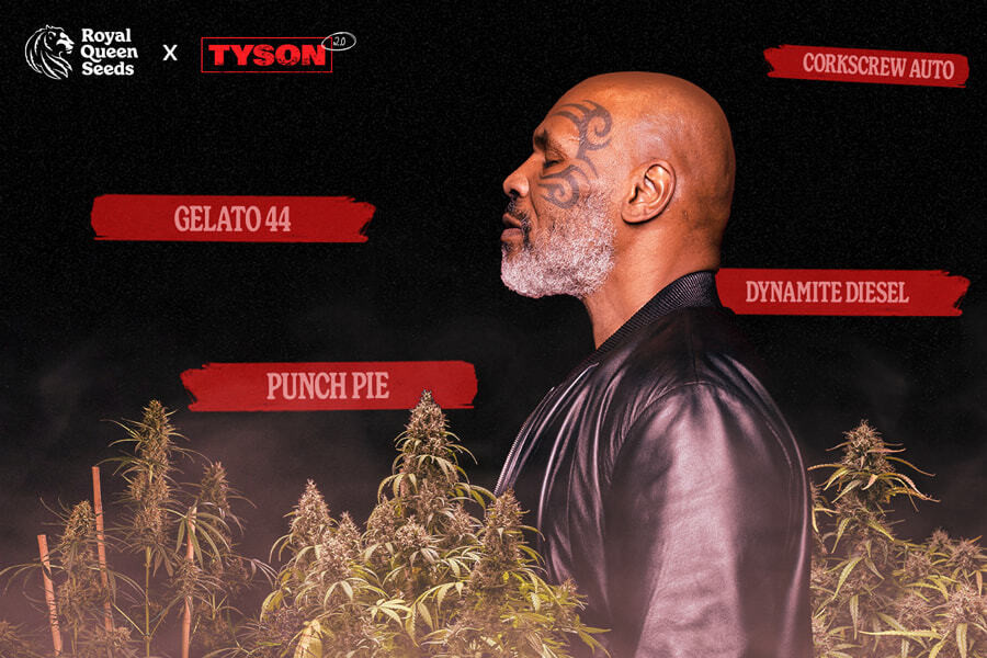 Learn about Tyson 2.0 and RQS collaborative strains - RQS Blog