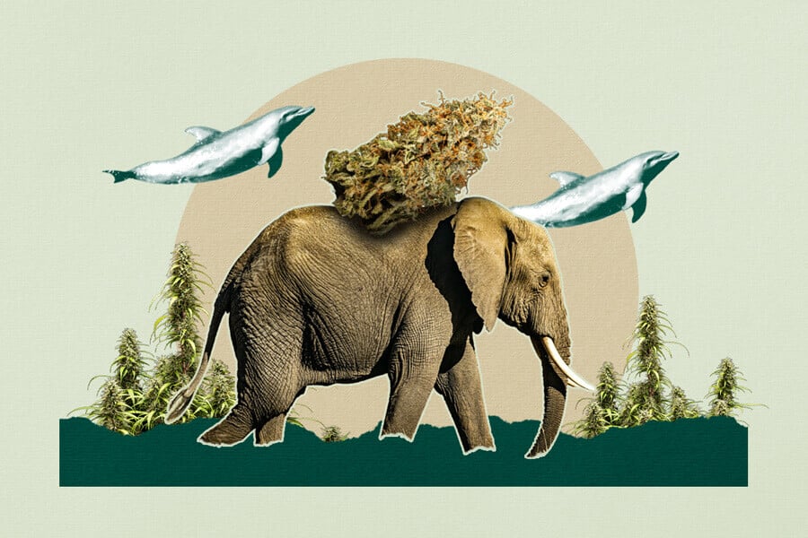 Find Out if Animals Like to Get High - RQS Blog