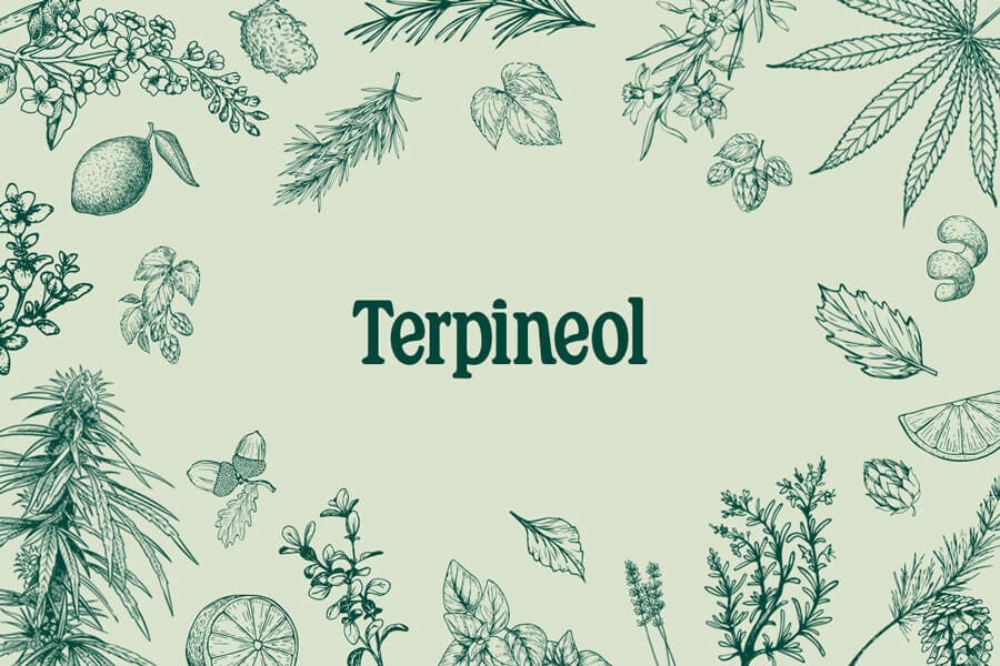 Get to Know the Terpineol Cannabis Terpene - RQS Blog