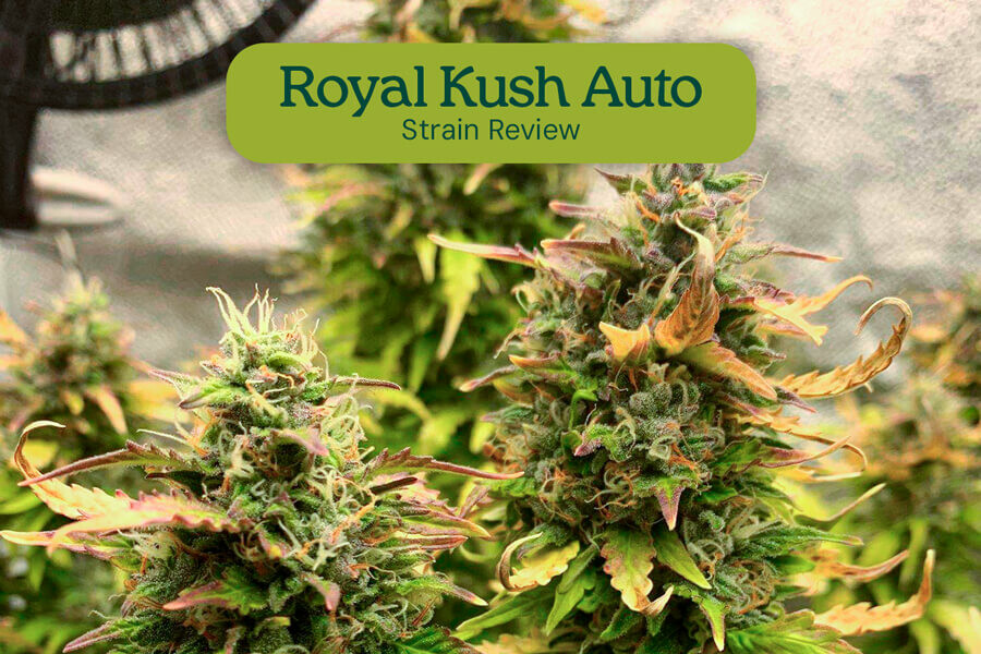 Learn All About the Royal Kush Auto Strain - RQS Blog