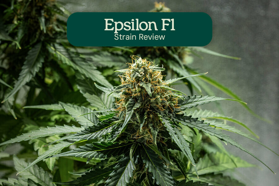 Learn About Epsilon F1 Cannabis Hybrid - RQS Blog