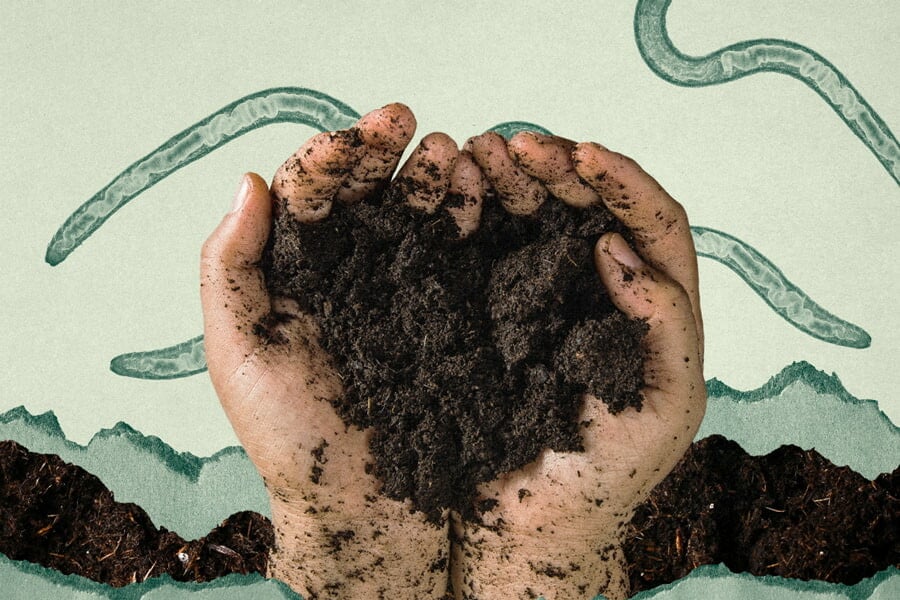 Improve Your Cannabis With JADAM Microbe Solution - RQS Blog