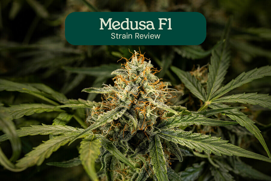 Learn All About Medusa F1 Cannabis Hybrid - RQS Blog