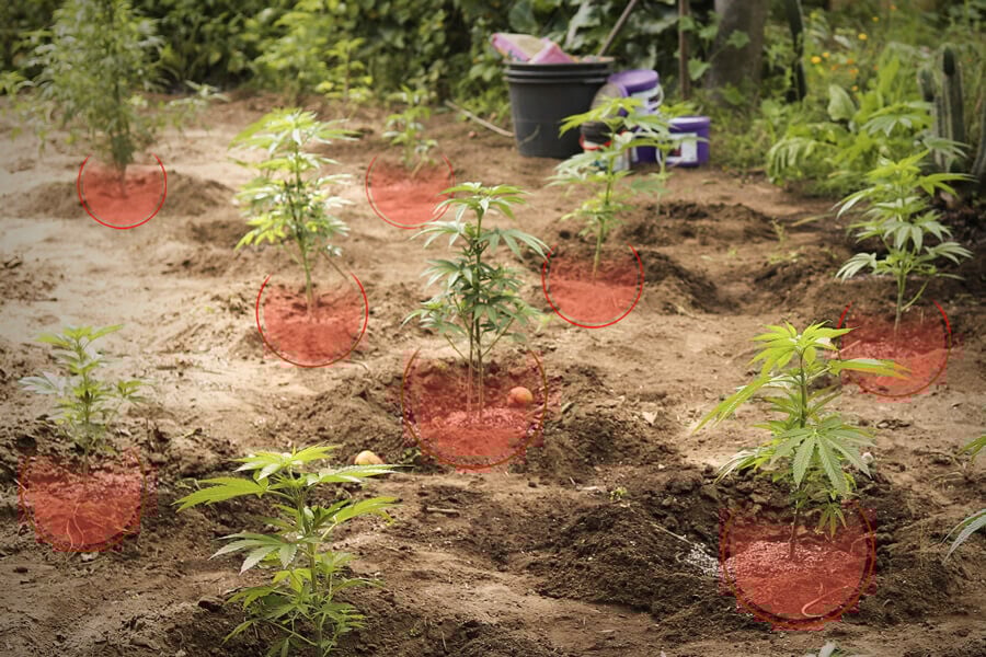 Discover if Cannabis Can Clean Contaminated Soils - RQS Blog