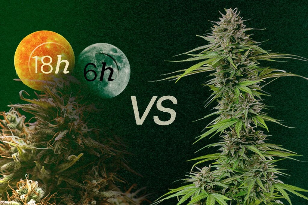 Autoflower vs Photoperiod Cannabis Strains - RQS Blog