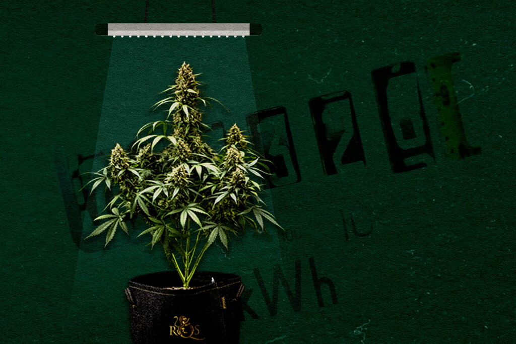 Choosing the Right Grow Light Wattage Indoors - RQS Blog