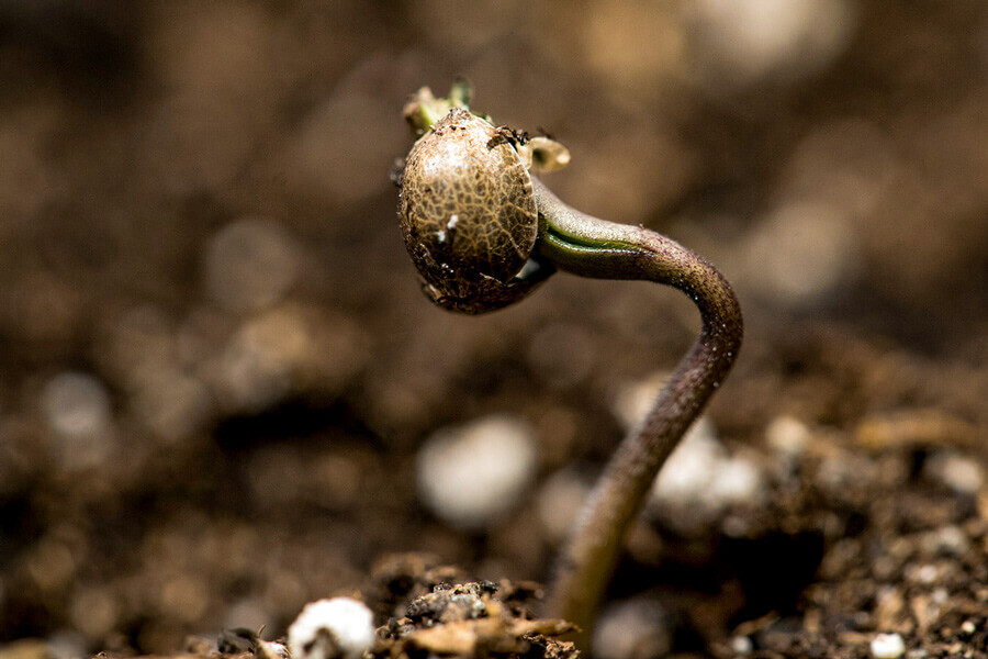 Mastering The Cannabis Seedling Stage In Just 3 Steps - RQS USA - RQS Blog