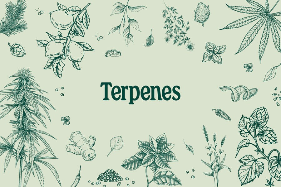 Terpenes: How They Work and Their Effects - RQS Blog