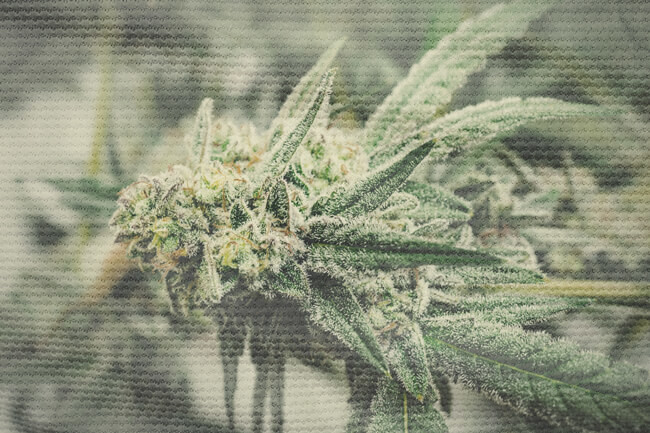 Marijuana Allergy: Identify, Treat, And Prevent Symptoms - RQS Blog