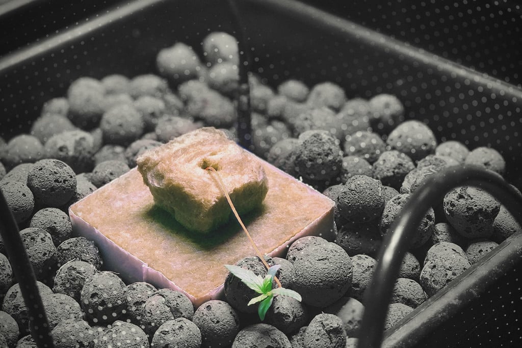 How to Deal With Pythium (Root Rot) in Cannabis Plants - RQS Blog