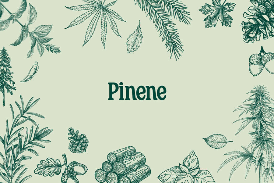 Learn About the Pinene Terpene in Cannabis - RQS Blog