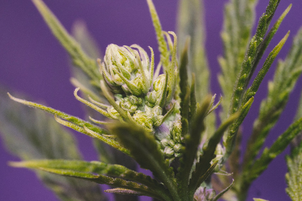 Understanding Male, Female, And Hermaphrodite Cannabis - RQS Blog
