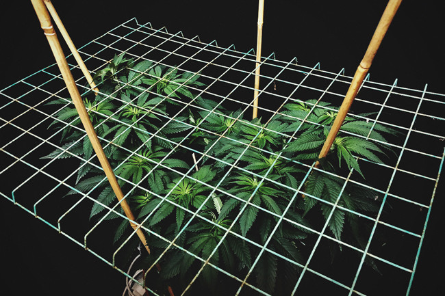How And Why To ScrOG Your Cannabis Plants - RQS Blog