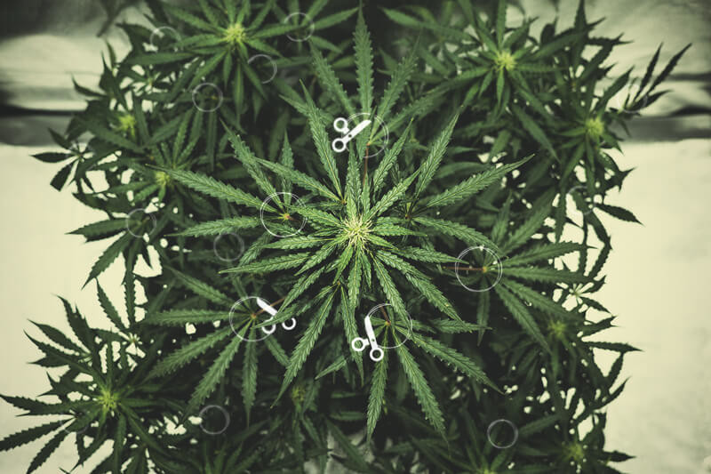 How To Defoliate Cannabis Plants For Bigger, Better Yields - RQS USA ...