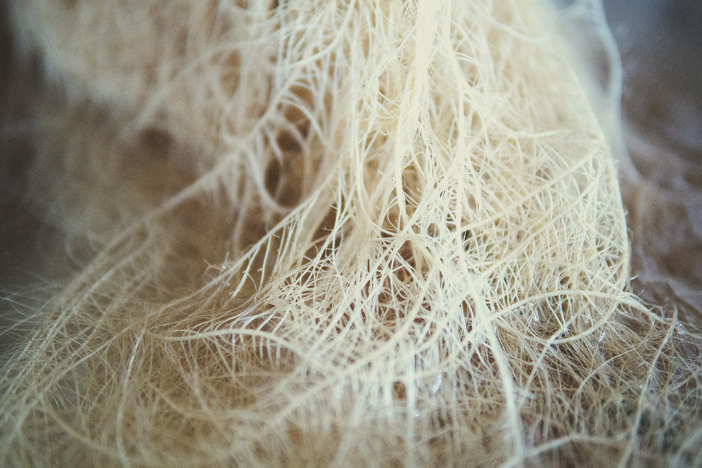 All About Cannabis Roots — History, Uses, and Benefits - RQS Blog