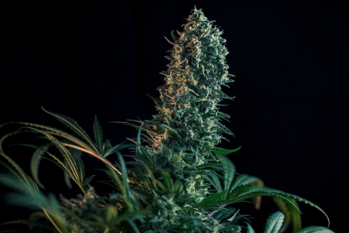 The Ultimate Guide to Cannabis Flowering Stage: Week-by-Week Growth ...