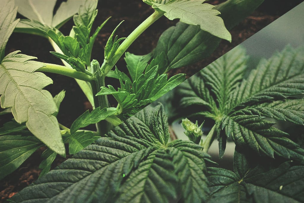 The Cannabis Pruning Faceoff: Topping or Fimming? - RQS Blog