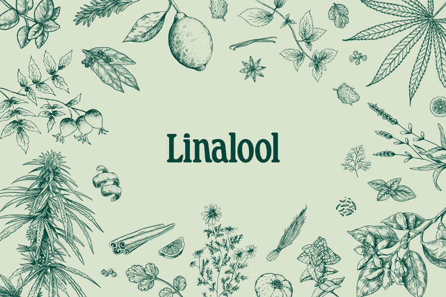 Get to Know the Linalool Cannabis Terpene - RQS Blog