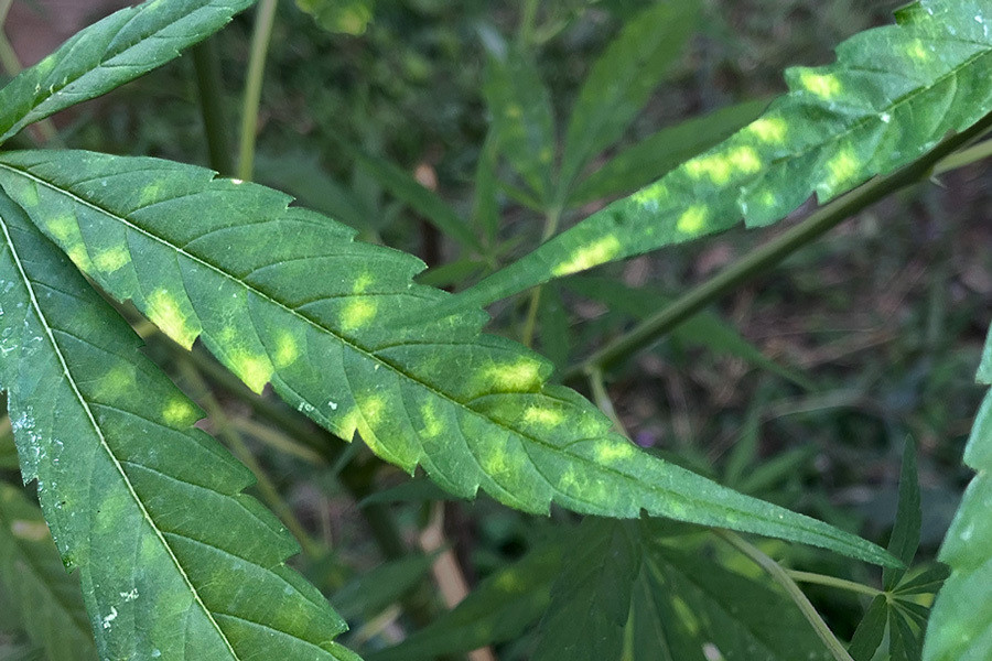 How To Deal With Leaf Septoria (Yellow Leaf Spot) On Cannabis Plants ...