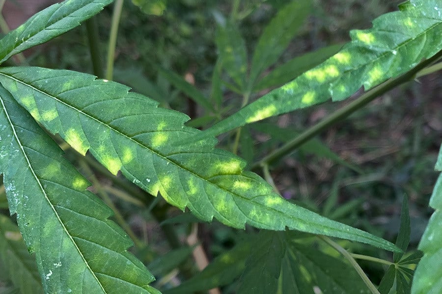 How To Deal With Leaf Septoria (Yellow Leaf Spot) On Cannabis Plants ...