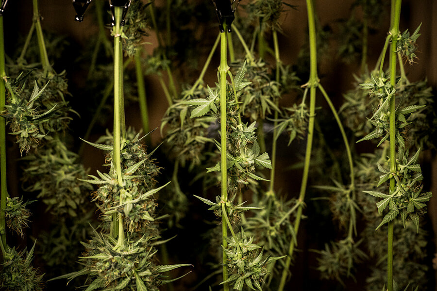 Find Out the Best Drying & Curing Methods for Weed - RQS Blog
