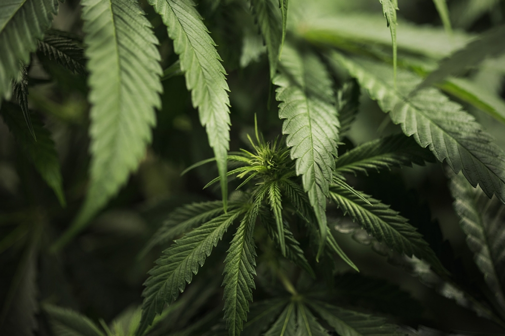 What Cannabis Leaves Can Tell You - RQS UK - RQS Blog