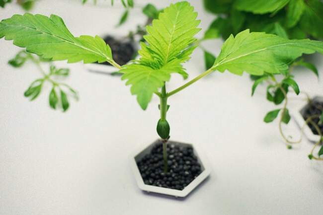 Aquaponics – An Introduction To Fish-Fueled Cannabis Farming - RQS Blog