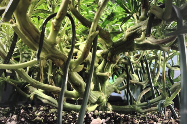 Cannabis Super Cropping: How, When, And Why To Do It - RQS UK - RQS Blog