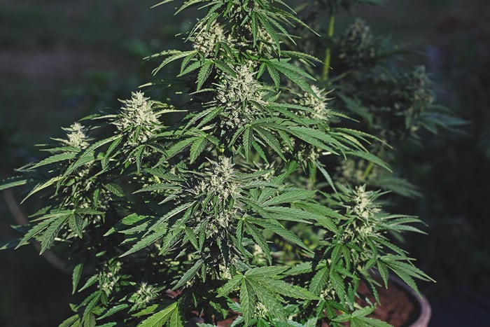 Learn How To Grow Autoflowers: Week-By-Week Guide - RQS Blog